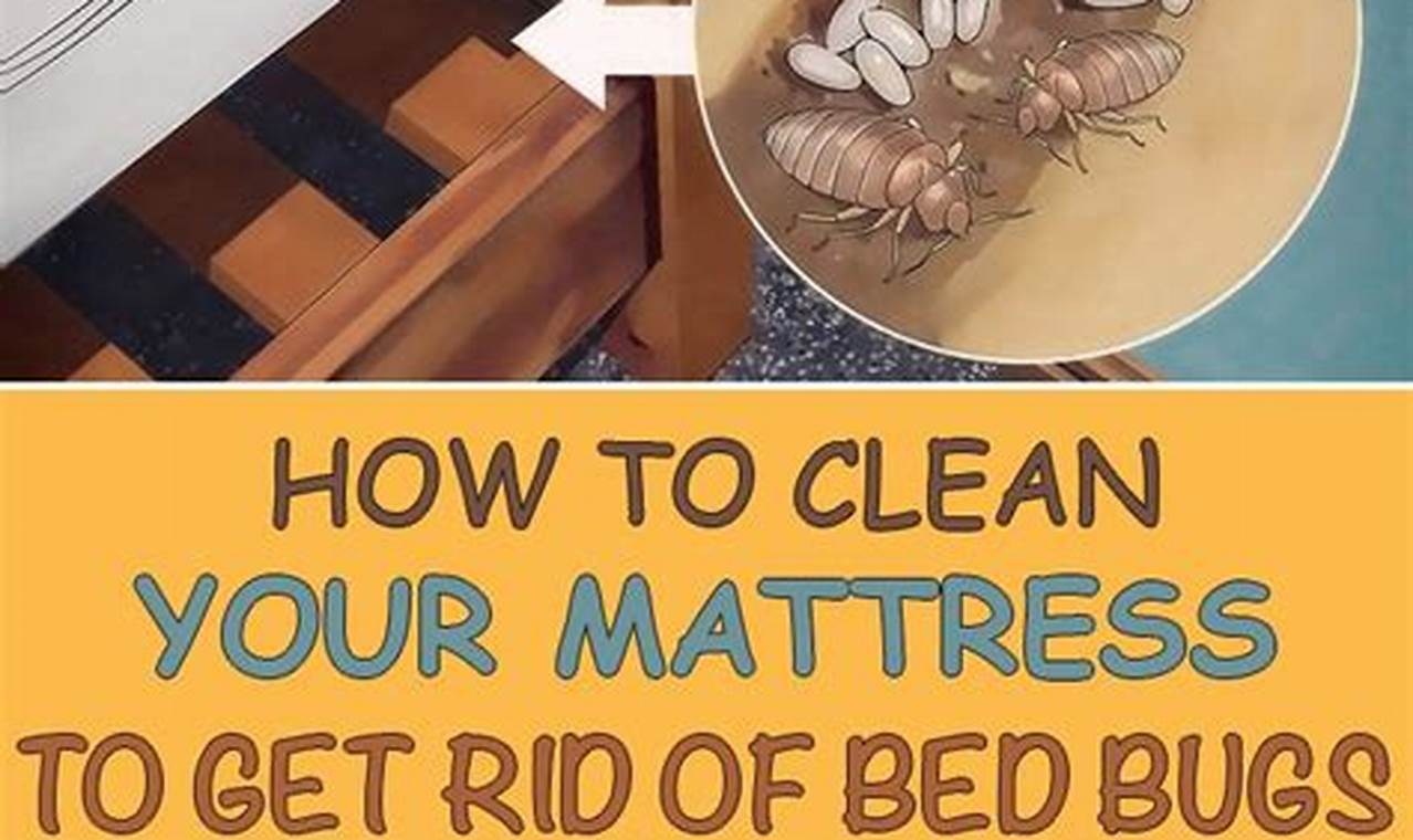 How To Clean Mattress From Bed Bugs