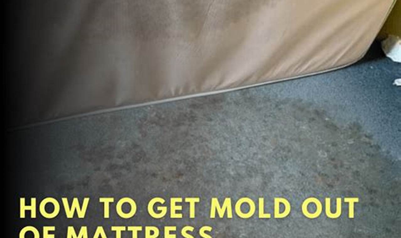 Mattress Mold Removal: How to Get Mold OUT of Your Mattress FAST!