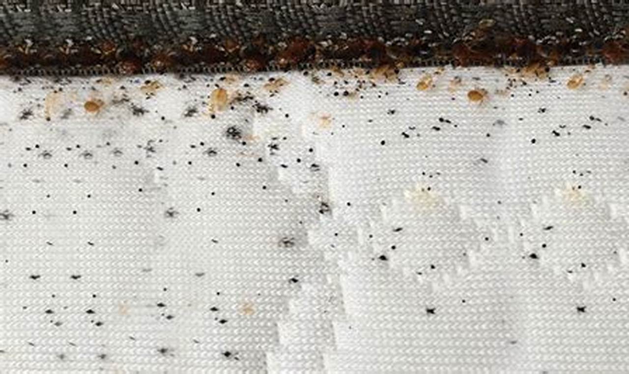Spot Bed Bug Droppings on Mattress? Expert ID & Tips